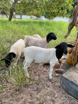 "carneiros dorper" no Brasil