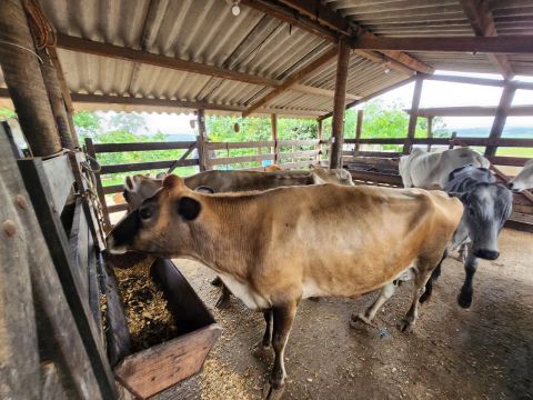 "vaca jersey" - Animais para agropecuária no Brasil