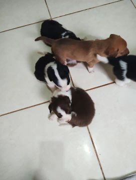 "bode filhote" no Brasil