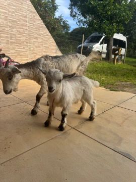 "mini cabras" no Brasil