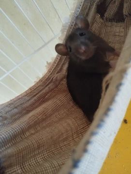 "rato twister venda" - Roedores no Brasil