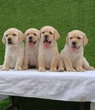 "filhote labrador puro" - Cachorros no Brasil