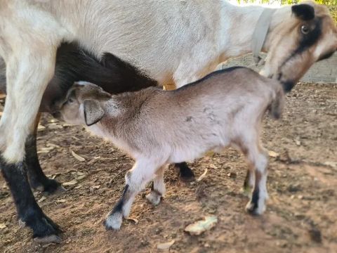 "bode filhote" no Brasil