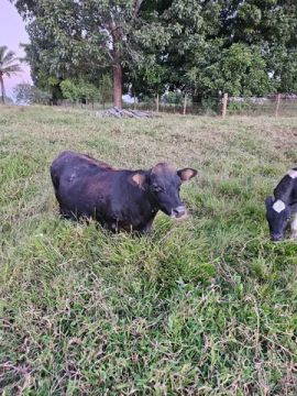 "mini vaca" - Animais para agropecuária no Brasil