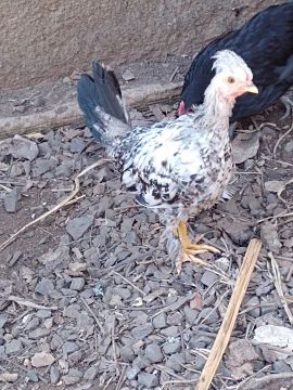 "galinhas garnizes" no Brasil