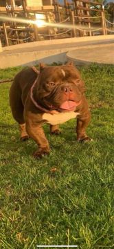 "cachorros american bully" - Cachorros no Brasil