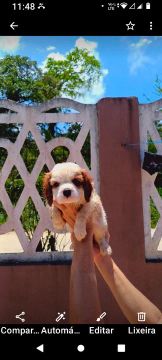 "filhote cavalier" - Cachorros no Brasil