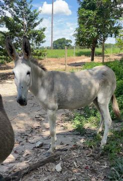 "jumentos" no Brasil