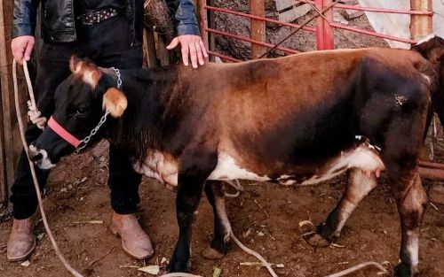 "mini vaca" - Animais para agropecuária no Brasil