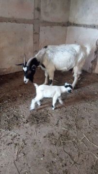 "mini cabras" no Brasil