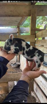 "filhotes de porcos" - Outros animais no Brasil