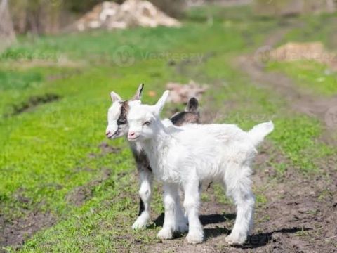 "bode filhote" no Brasil