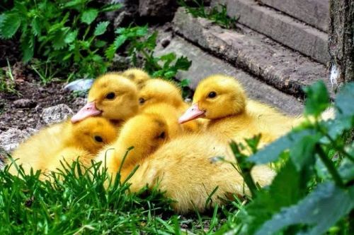 "filhotes de patos" - Outros animais no Brasil