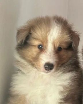 "filhotes de pastor de shetland" - Cachorros no Brasil