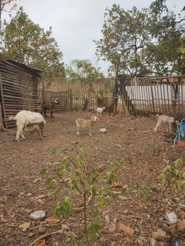 "bode filhote" no Brasil