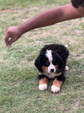 "filhotes de bernese" - Cachorros no Brasil