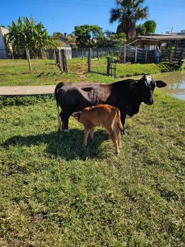 "mini vaca" - Animais para agropecuária no Brasil