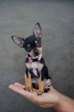 "pinscher 0" - Cachorros no Brasil