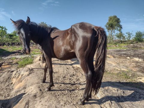 "potros e potras" no Brasil