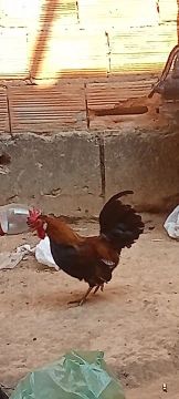 "galinhas garnizes" no Brasil