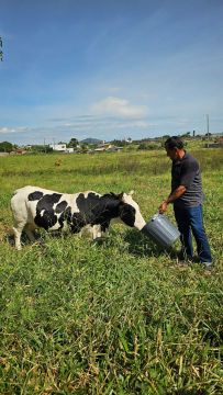 "mini vaca" - Animais para agropecuária no Brasil