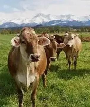 "vaca jersey" - Animais para agropecuária no Brasil