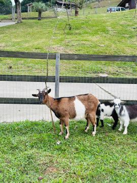 "mini cabras" no Brasil