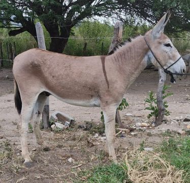 "jumentos" no Brasil