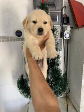 "golden femea" - Cachorros no Brasil