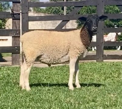 "carneiros dorper" no Brasil