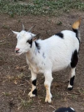 "mini cabras" no Brasil