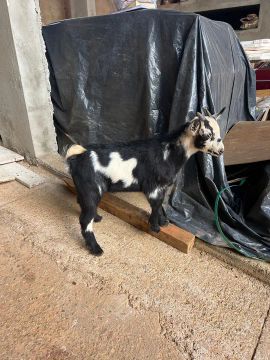 "bode filhote" no Brasil