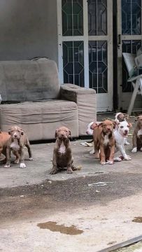 "cachorros pit monster" - Cachorros no Brasil