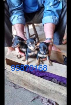 "pinscher 00 miniatura" - Cachorros no Brasil