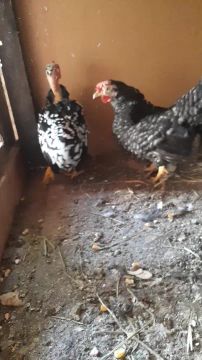 "galinhas garnizes" no Brasil