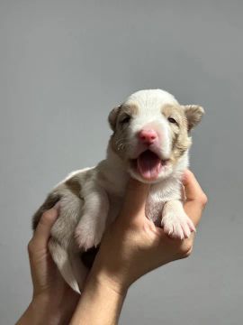 "bode filhote" no Brasil