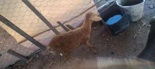 "carneiro filhote" - Outros animais no Brasil