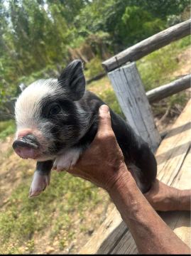 "mini porco" no Brasil