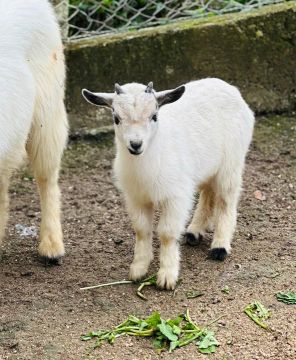 "mini cabras" no Brasil
