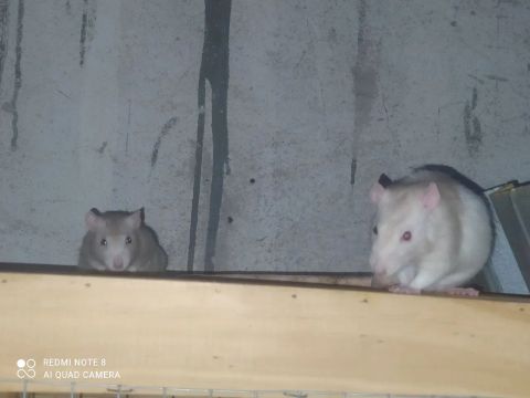 "rato twister venda" - Roedores no Brasil