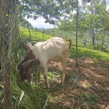 "bode filhote" no Brasil