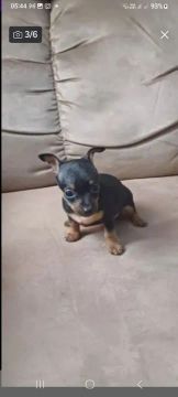 "pinscher 00 miniatura" - Cachorros no Brasil