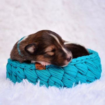 "filhotes de pastor de shetland" - Cachorros no Brasil