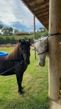 "mini ponei" no Brasil