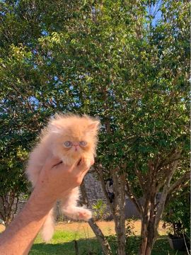 "gato laranja" - Gatos no Brasil