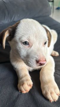 "bode filhote" no Brasil