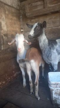 "cabrito filhote" - Outros animais no Brasil