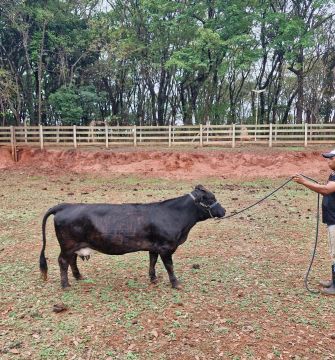 "mini vaca" - Animais para agropecuária no Brasil