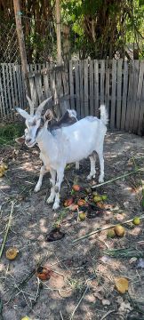 "mini cabras" no Brasil