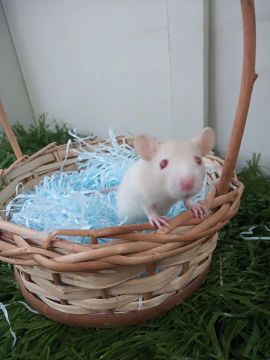 "rato twister venda" - Roedores no Brasil